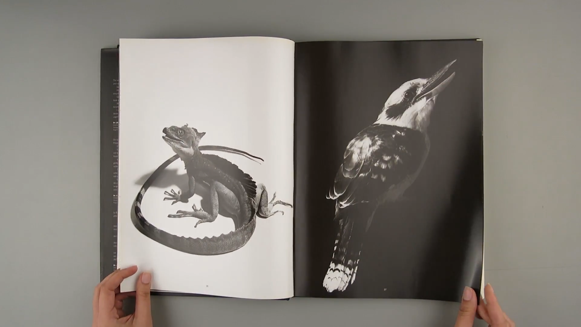 ZOO / Gary Heery - LaONG | Organización Nelson Garrido